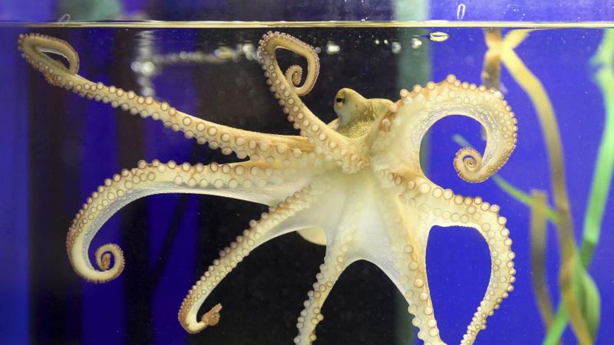 Pulpito Hincha, el fiel seguidor colombiano que se inspiró en el pulpo Paul